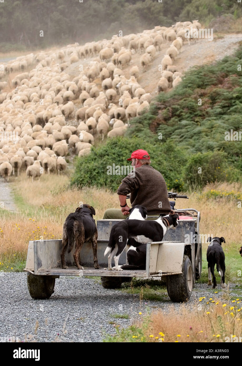 South Island New Zealand Milford Sound Sheep Herding Stock Photo - Alamy