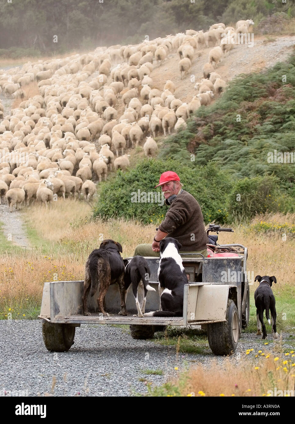South Island New Zealand Milford Sound Sheep Herding Stock Photo - Alamy