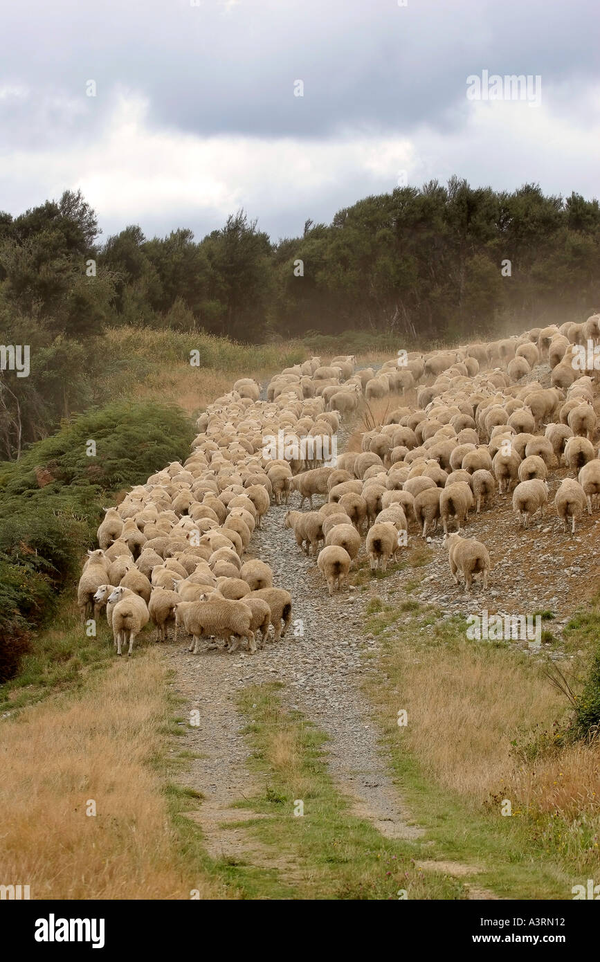 South Island New Zealand Milford Sound Sheep Herding Stock Photo - Alamy