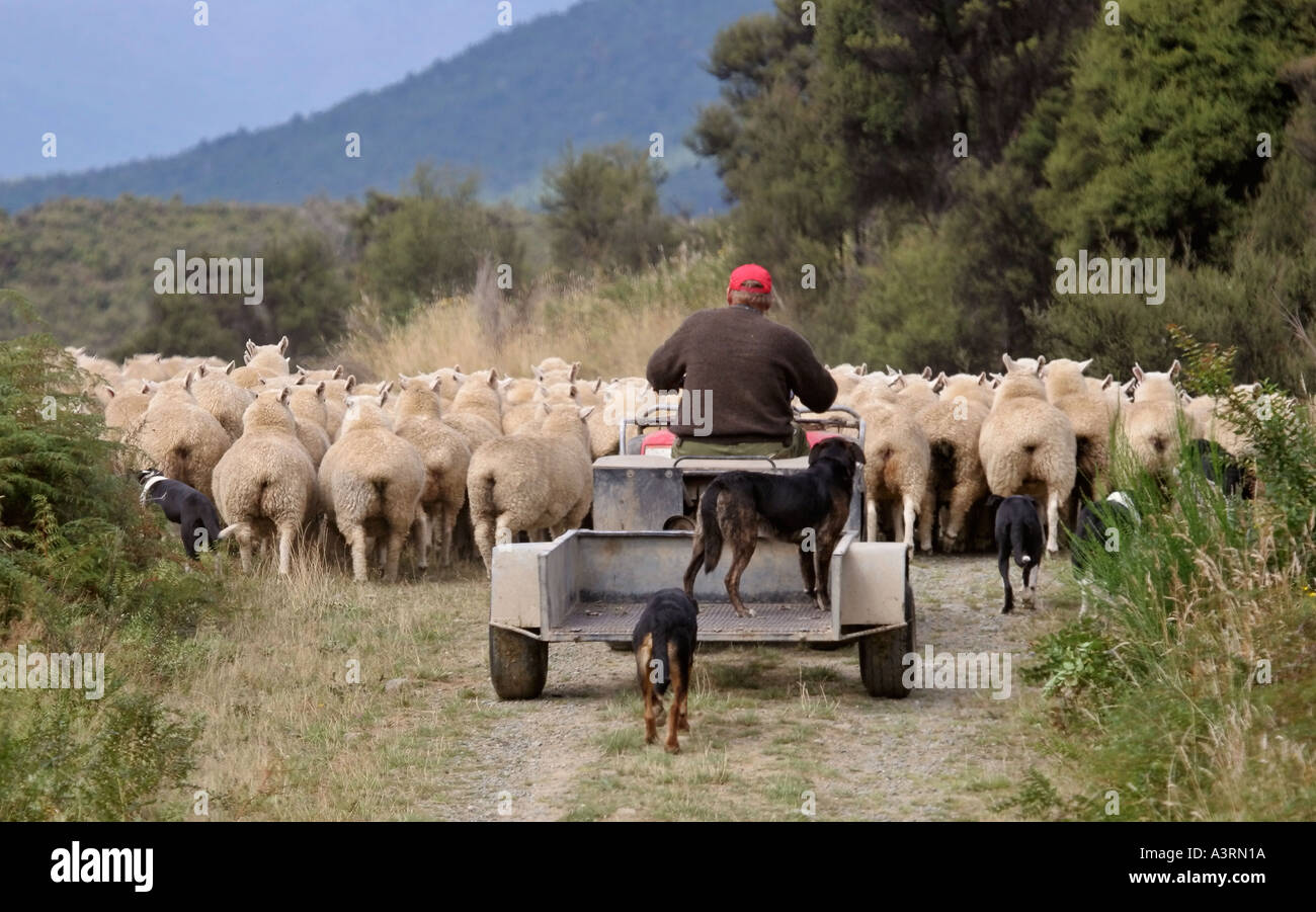 South Island New Zealand Milford Sound Sheep Herding Stock Photo - Alamy