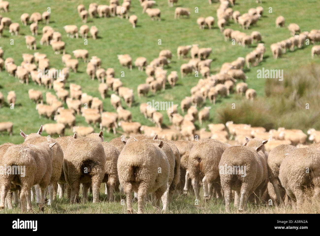 South Island New Zealand Milford Sound Sheep Herding Stock Photo - Alamy