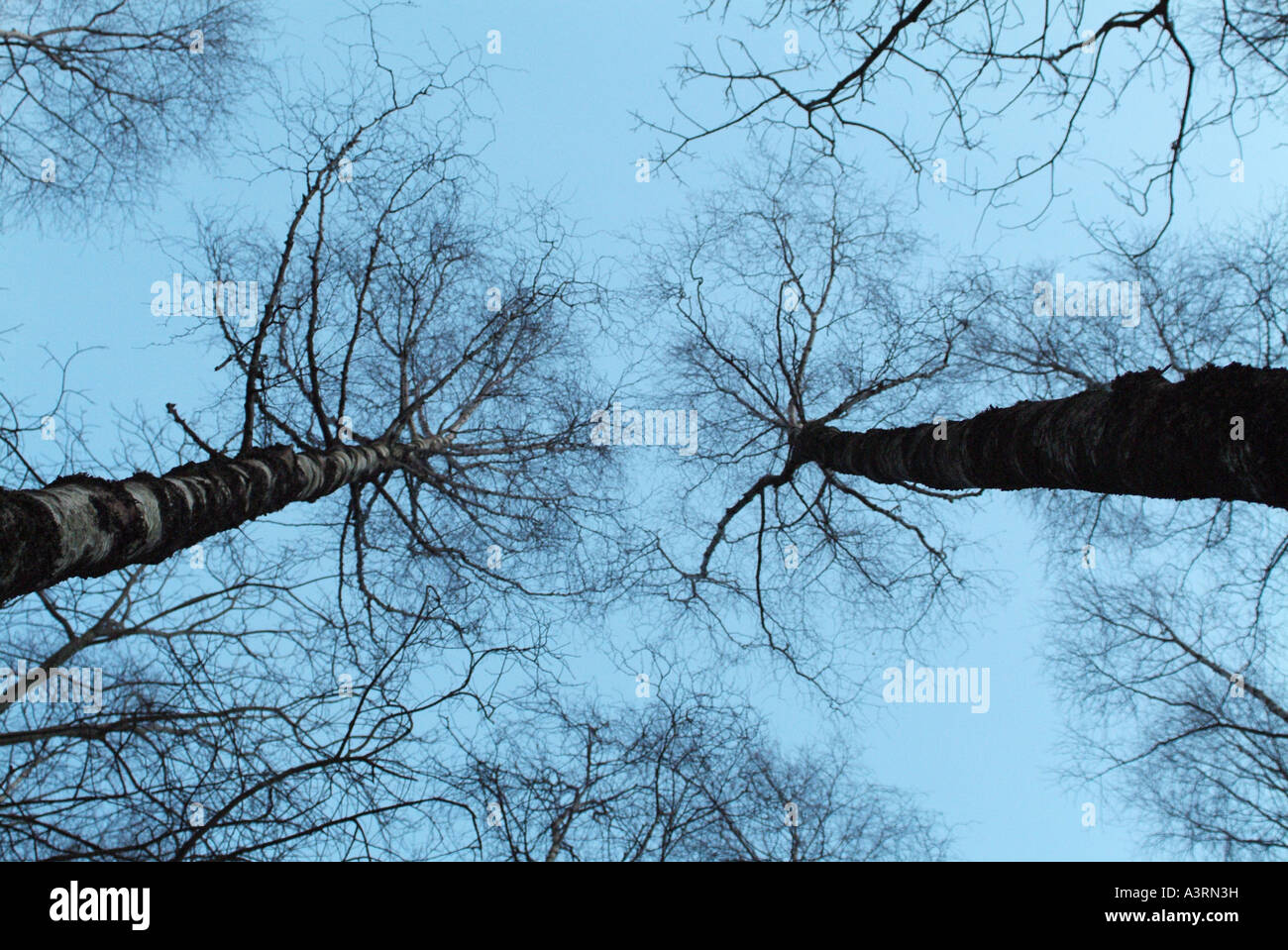 Upward view of two tall trees against a blue sky Stock Photo - Alamy