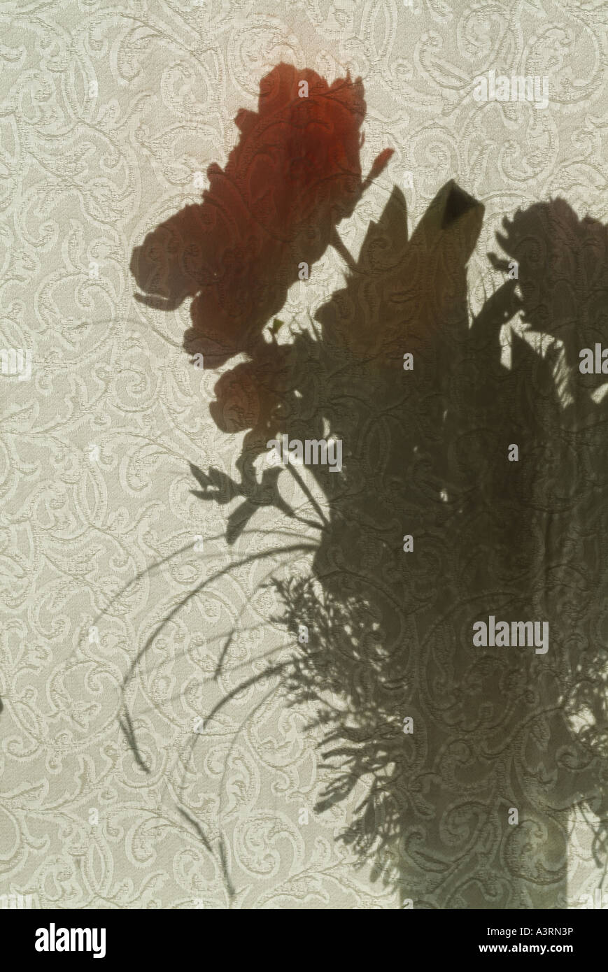 Shadow of flowers behind a curtain Stock Photo - Alamy