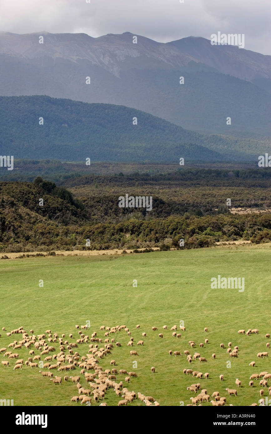 South Island New Zealand Milford Sound Sheep Herding Stock Photo - Alamy