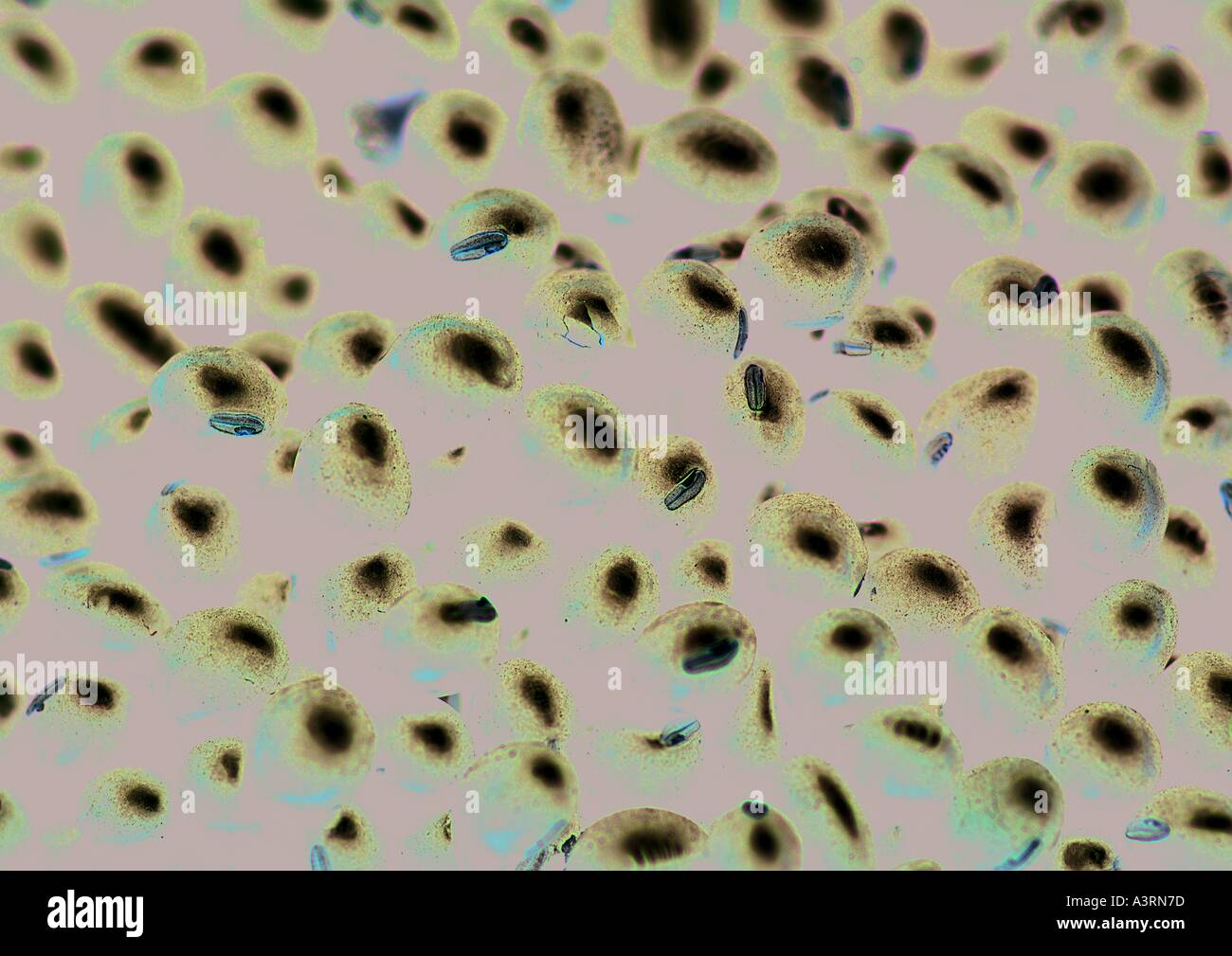 Bearing vegetables hi-res stock photography and images - Alamy