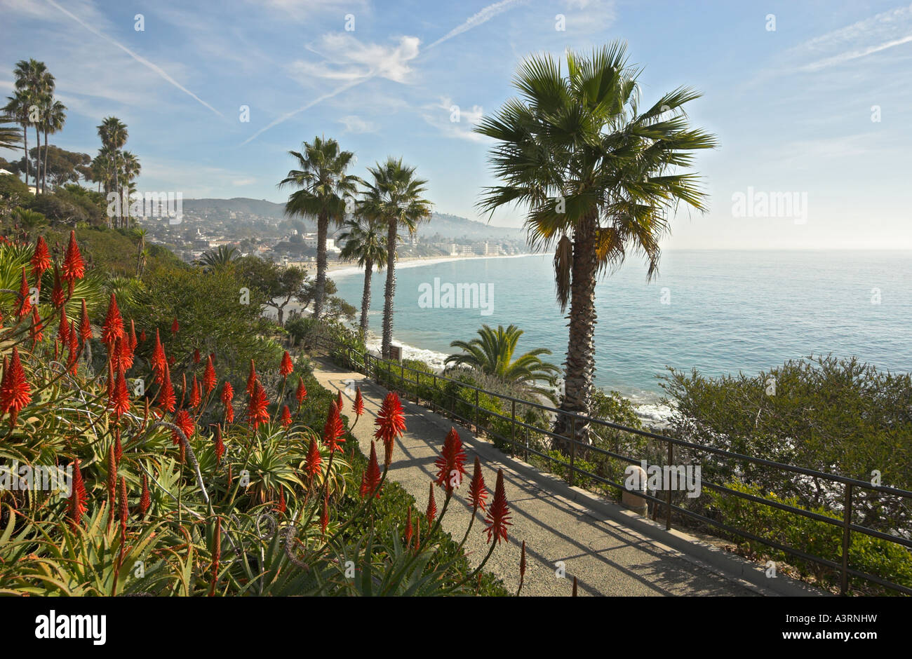 Aloe blossoming in Heisler Park, looking South toward the Main Beach ...