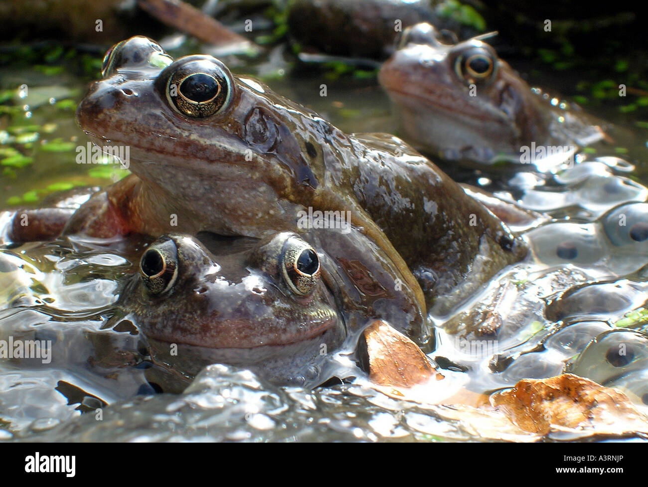 Baby toads hi-res stock photography and images - Alamy