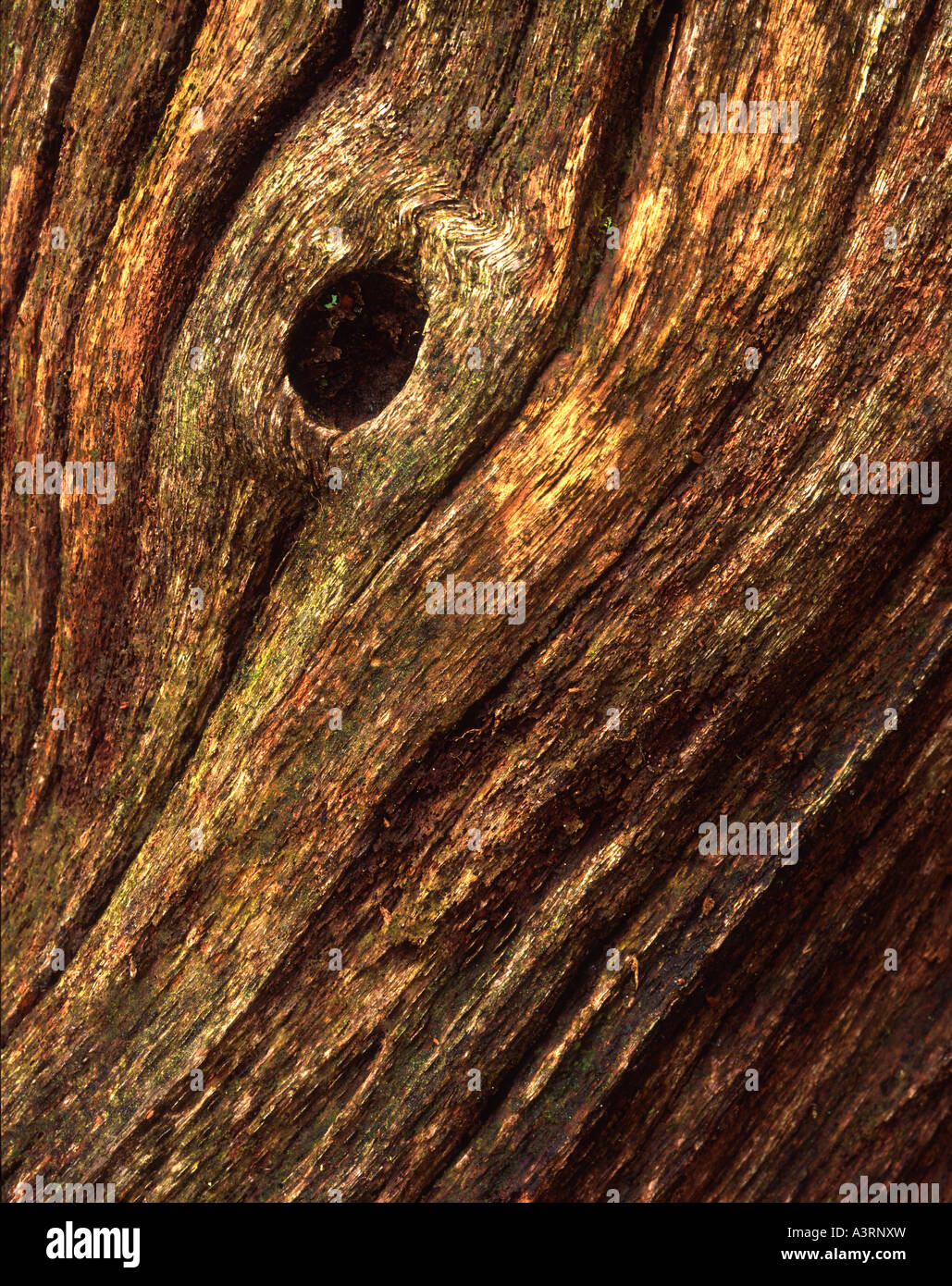 Fallen Oak tree detail Stock Photo - Alamy