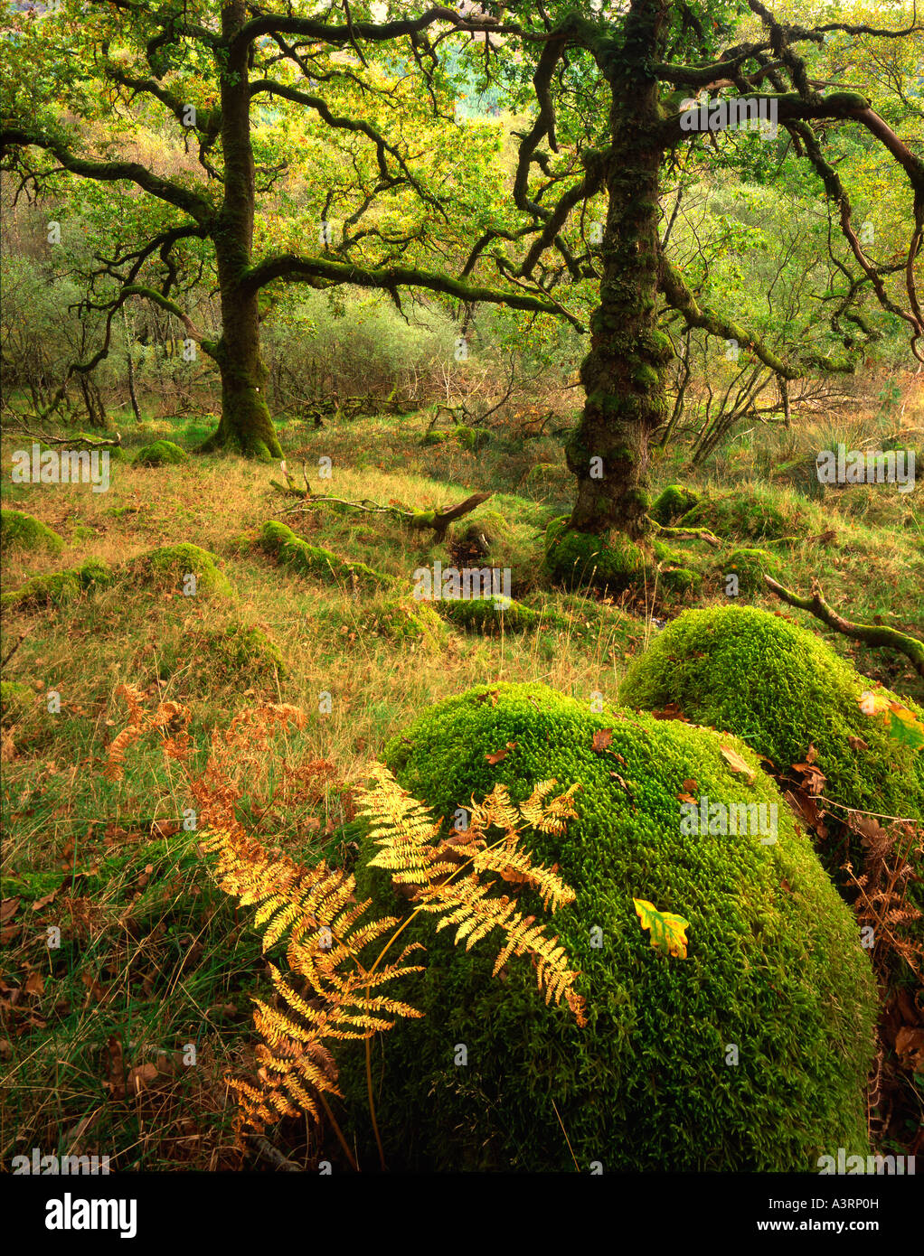 Ariundle hi-res stock photography and images - Alamy