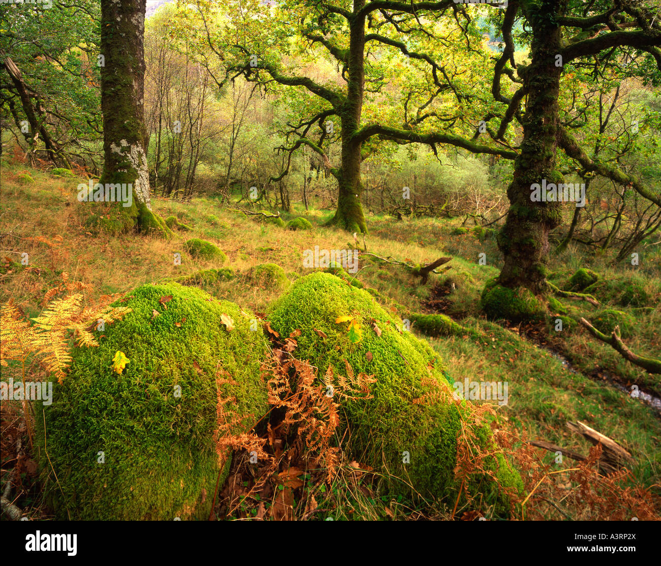 Ariundle autumn hi-res stock photography and images - Alamy