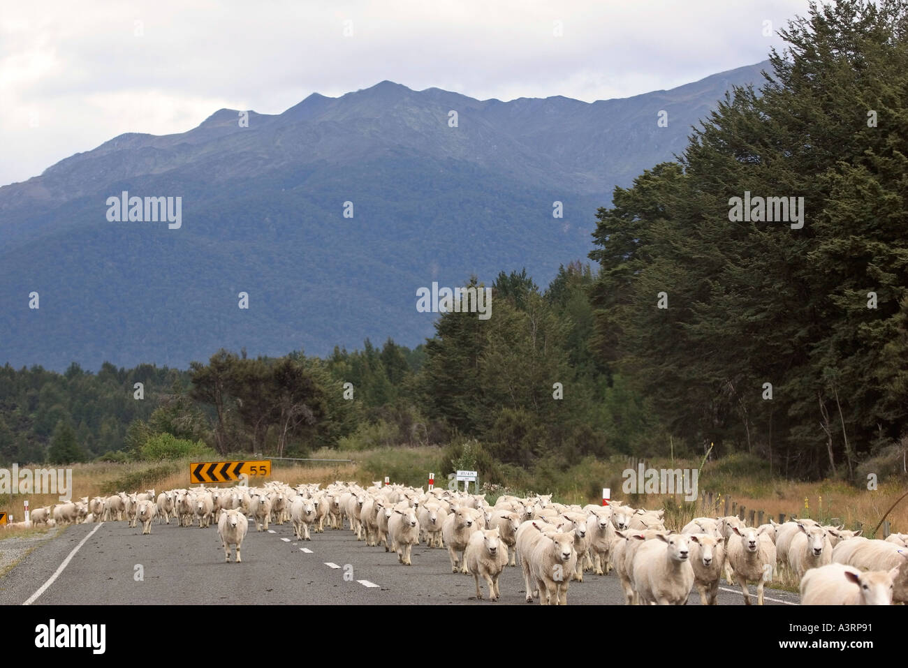 South Island New Zealand Milford Sound Mountains Sheep Stock Photo - Alamy