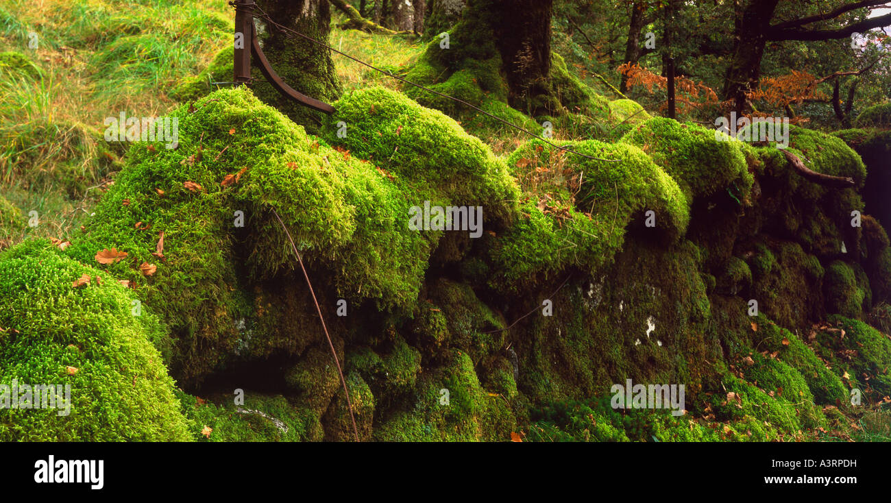 Moss covered wall in the Ariundle Oak forest Stock Photo - Alamy