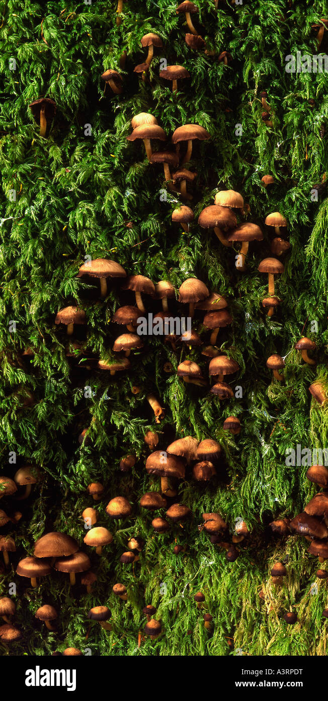 Ariundle oak forest hi-res stock photography and images - Alamy