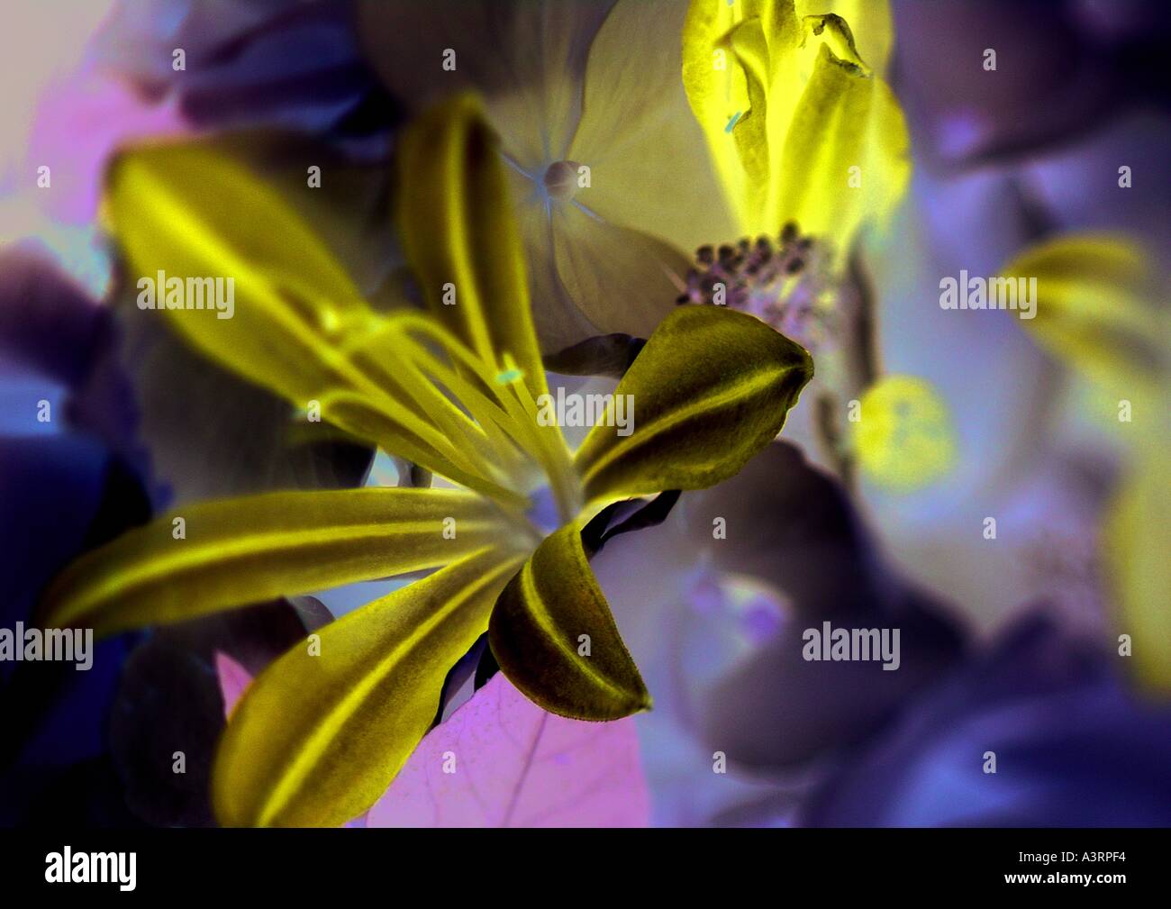 Close ups of Flowers II Stock Photo - Alamy