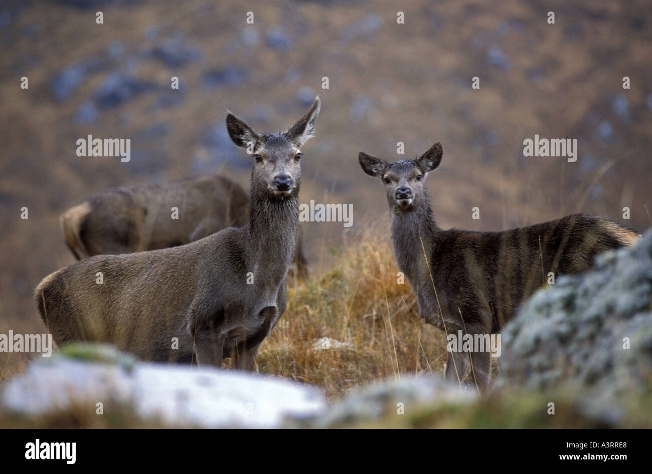 Three red deer hinds hi-res stock photography and images - Alamy
