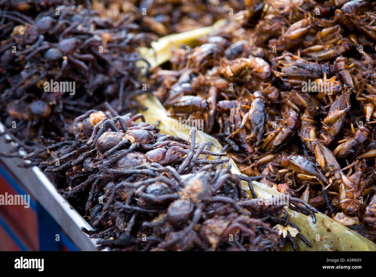 Deep Fried Spiders and Crickets, Phnom Penh, Cambodia Stock Photo - Alamy