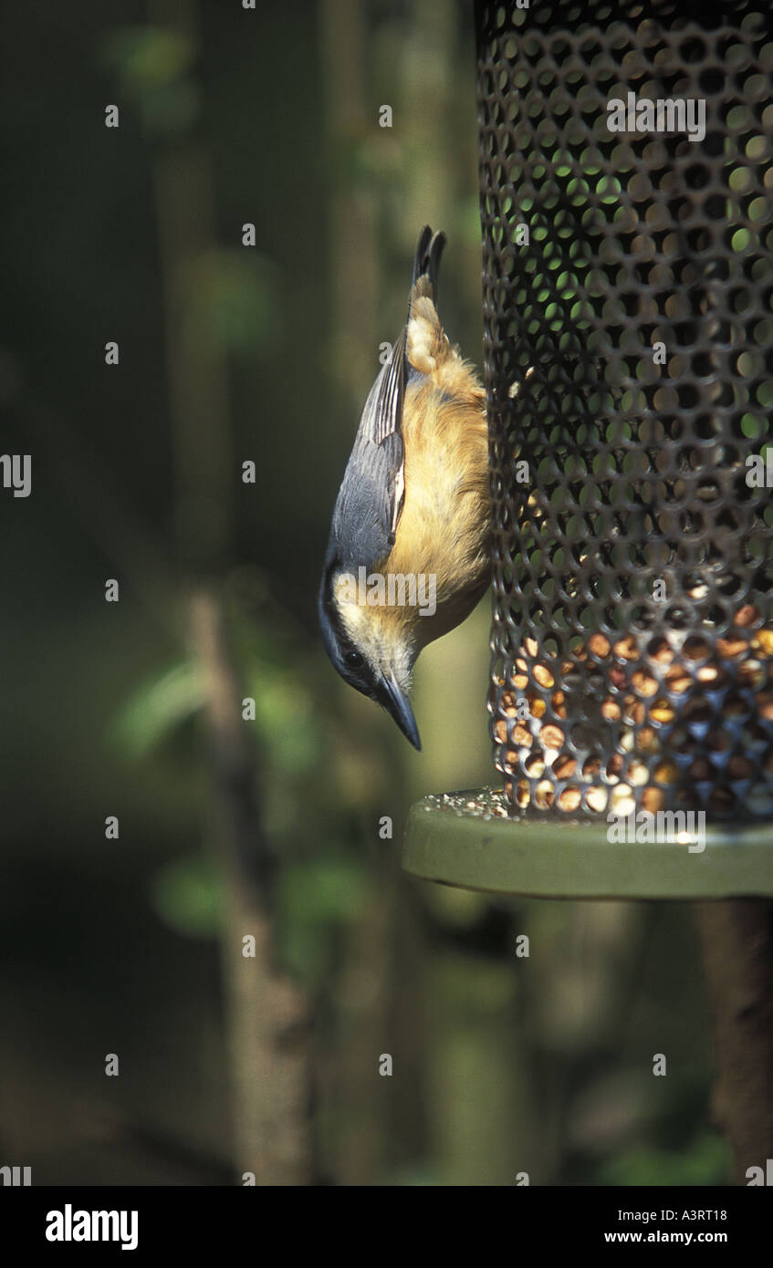 Eurasian Nuthatch on bird feeder Stock Photo - Alamy