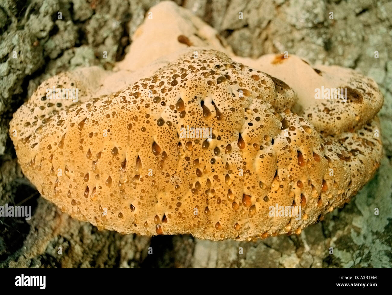 Oak bracket fungus inonotus dryadeus hi-res stock photography and ...