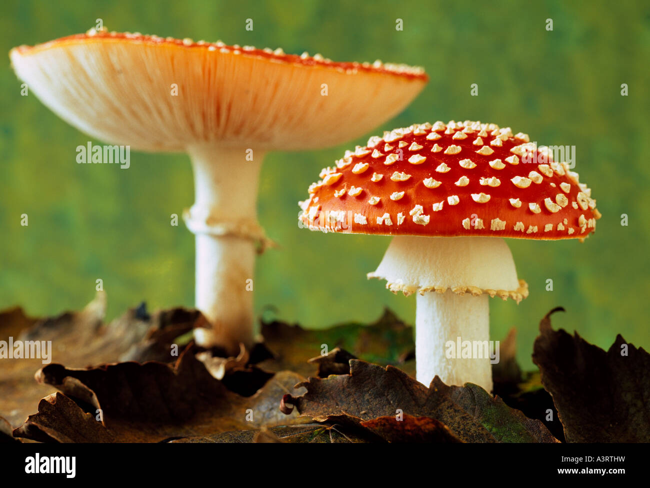 Fly Agaric toadstools Amanita muscaria Stock Photo - Alamy