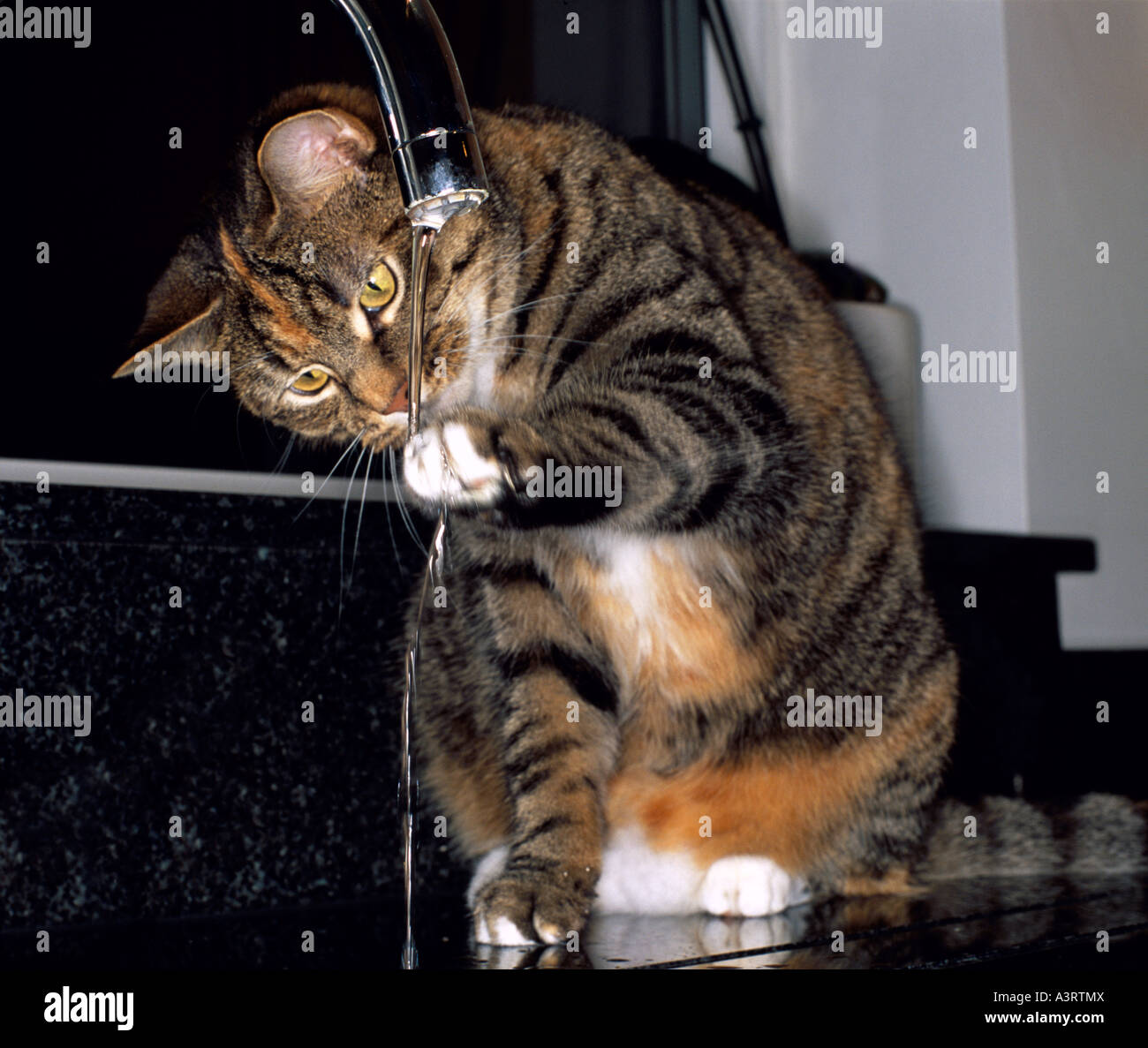 Tabby cat washing its paw under a running tap Stock Photo - Alamy