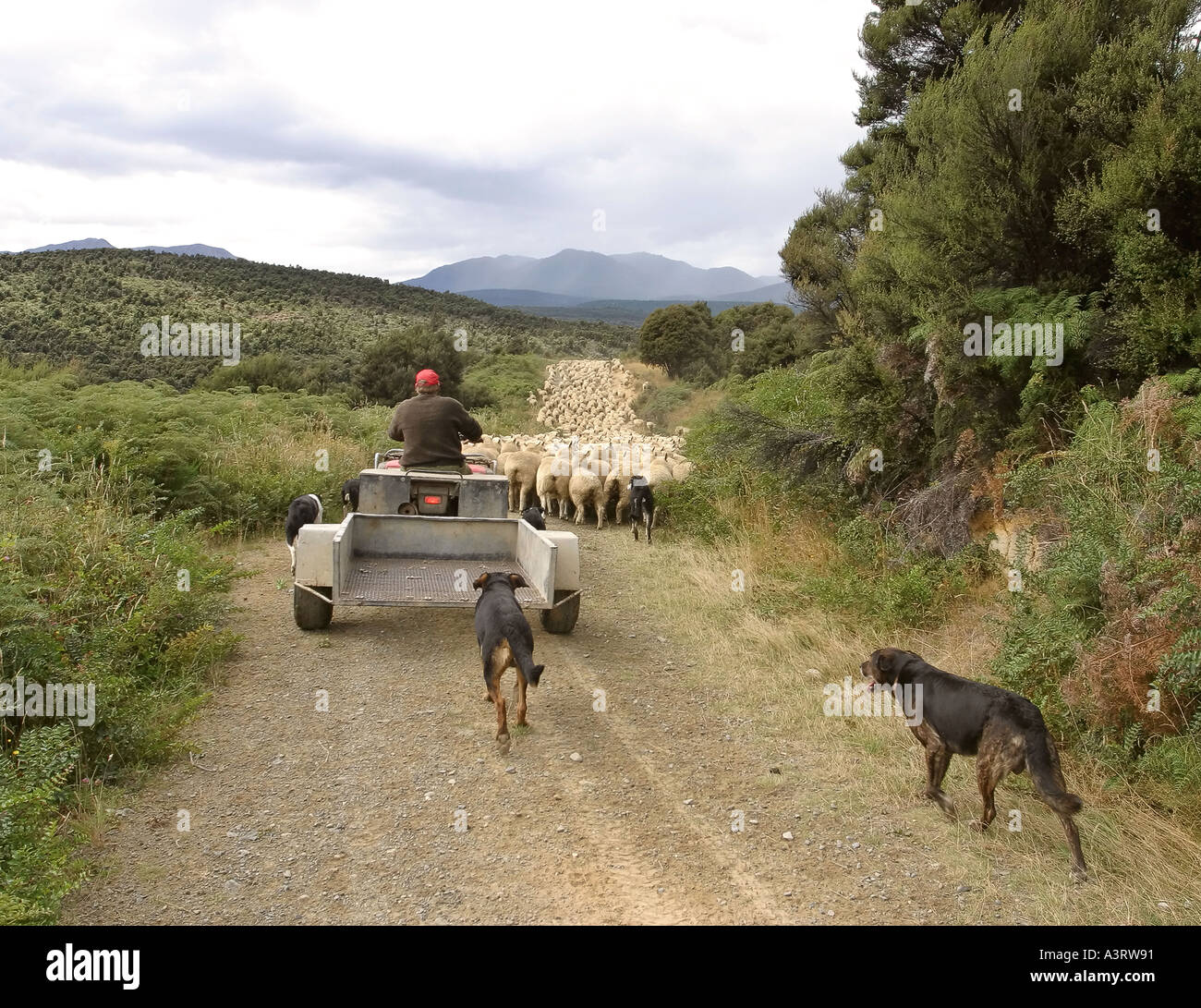 Sheep herder new zealand hi-res stock photography and images - Alamy