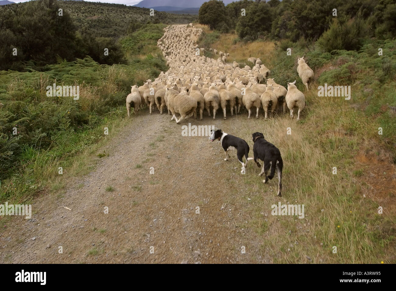 Sheep Herder in scenic New Zealand Stock Photo - Alamy