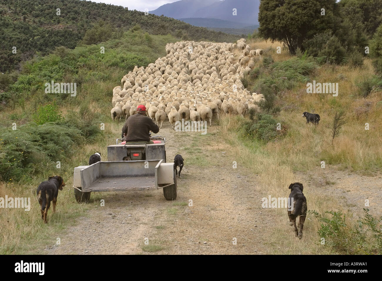 Sheep herder new zealand hi-res stock photography and images - Alamy