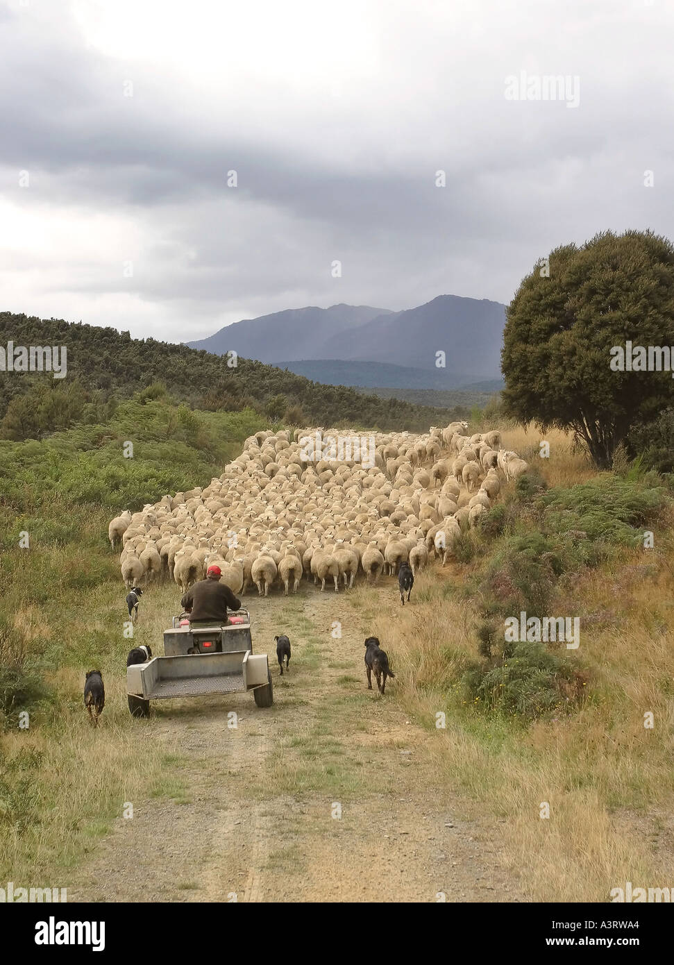 Sheep Herder in scenic New Zealand Stock Photo - Alamy