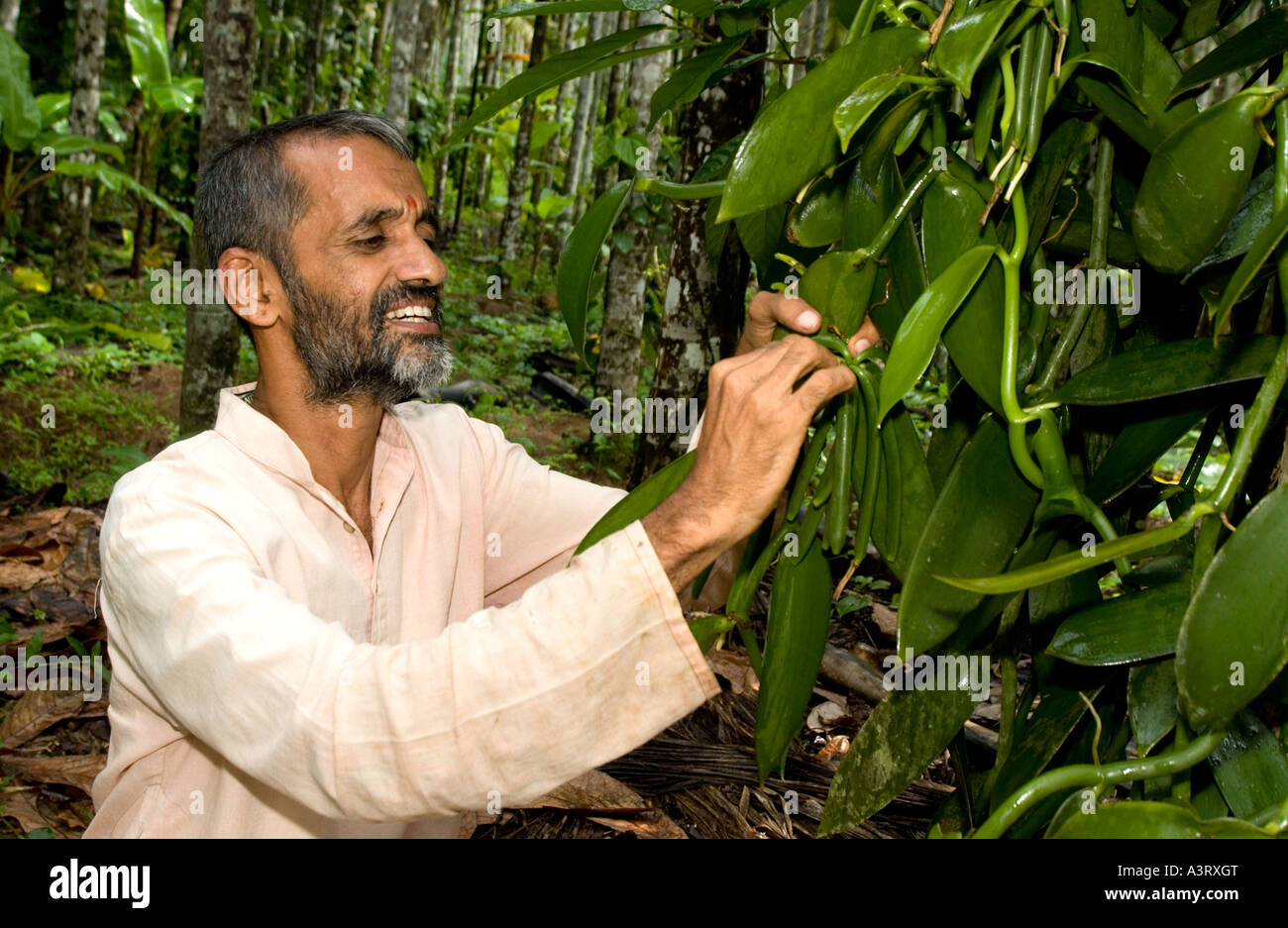 Vanilla farmers harvesting Fairtrade vanilla which they sell to ice ...
