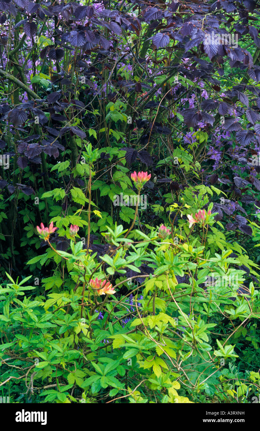 CORYLUS MAXIMA 'PURPUREA' (PURPLE HAZEL) WITH HUMULUS LUPULUS 'AUREUS ...