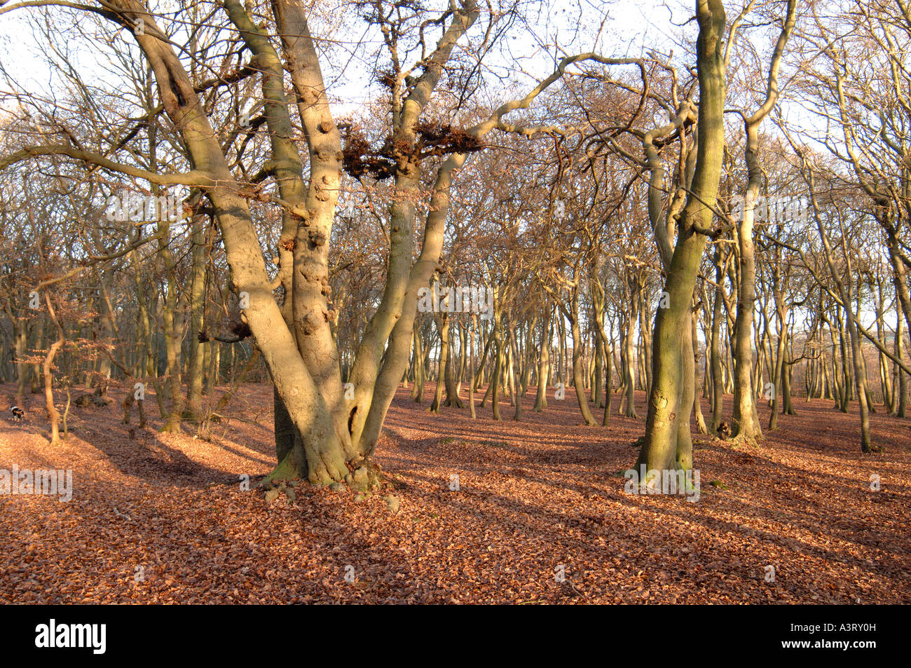 Beech tree wood in early winter in Buckinghamshire. Treadway Hill ...