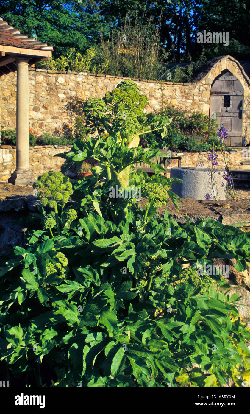 ANGELICA ARCHANGELICA (ANGELICA; ANGEL'S FISHING ROD) AT BURROW FARM ...