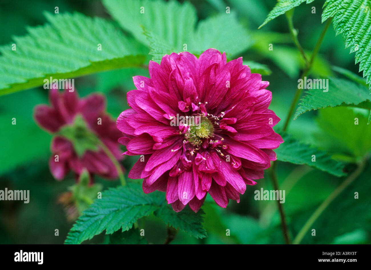 Rubus Spectabilis Olympic Double