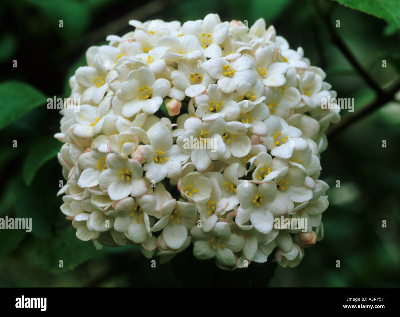 Viburnum carlesii spring flower hi-res stock photography and images - Alamy