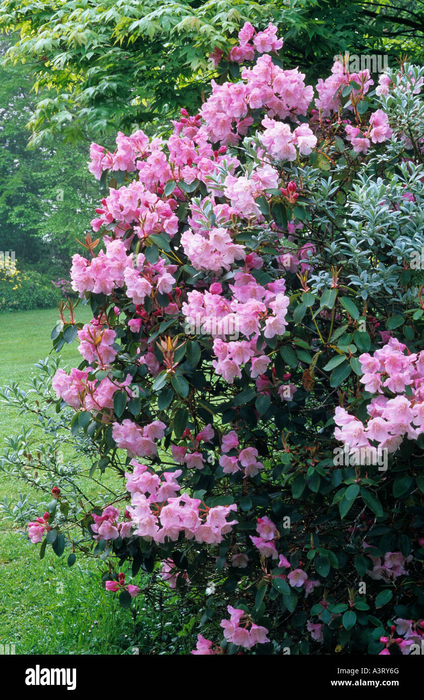 Medium pink shrub hi-res stock photography and images - Alamy