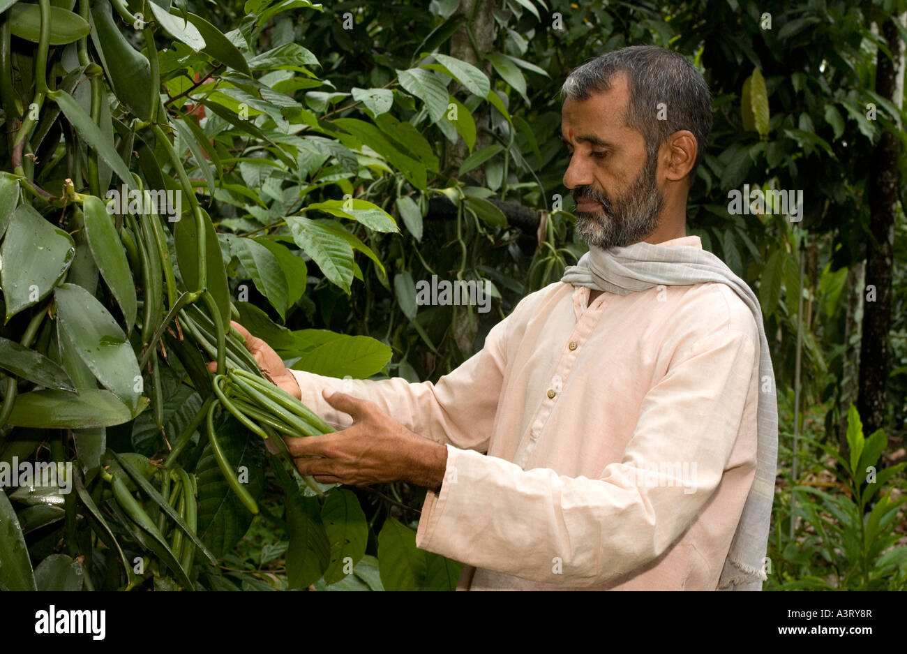 Vanilla farmers harvesting Fairtrade vanilla which they sell to ice ...