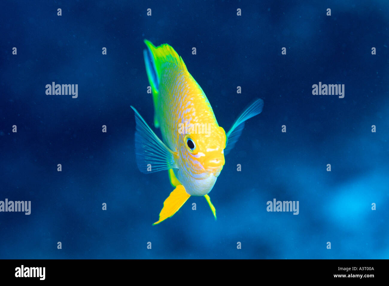 Golden damsel Amblyglyphidodon aureus Similan Islands Thailand Andaman ...