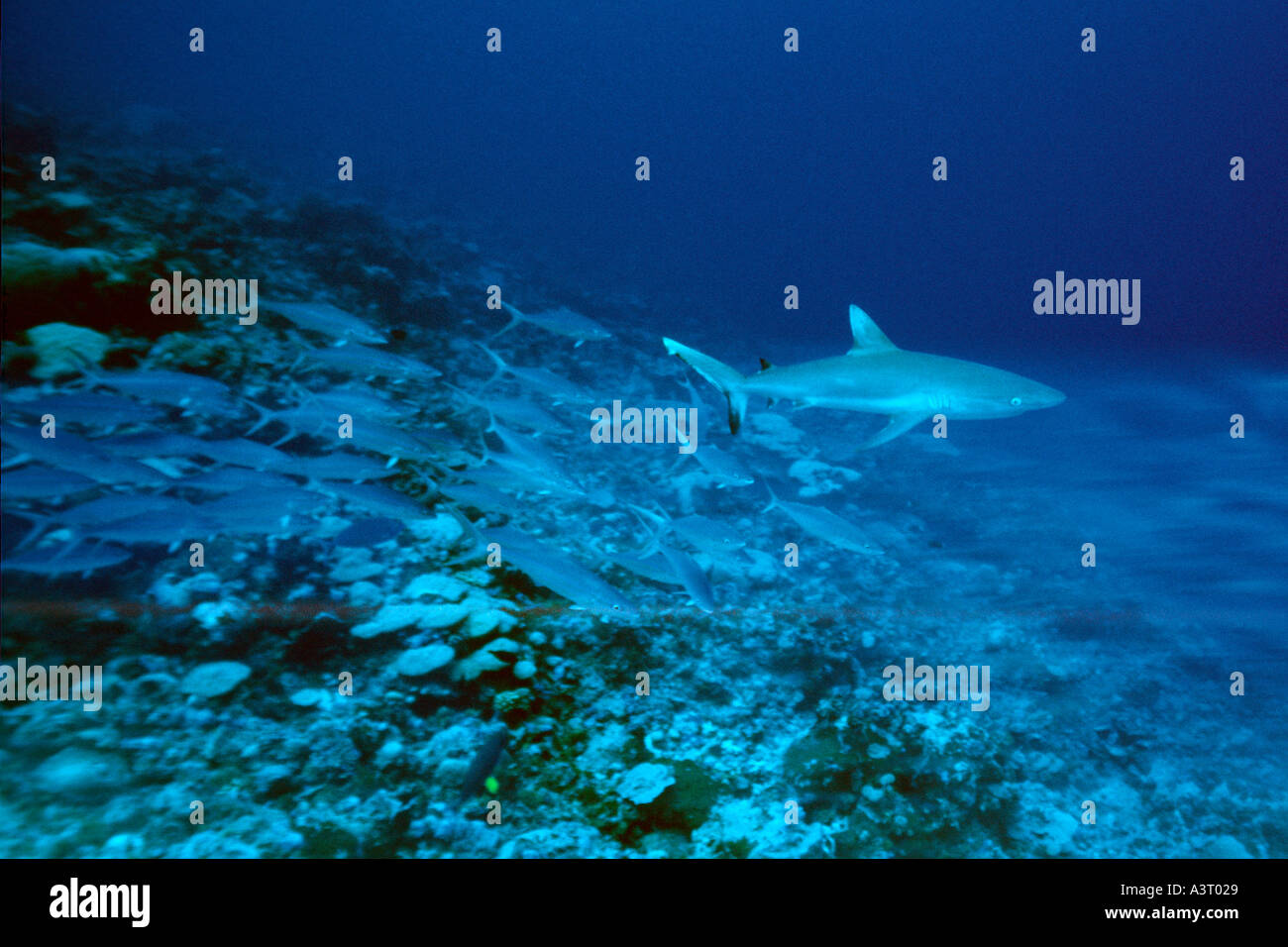Grey reef shark and school of rainbow runners Carcharhinus ...