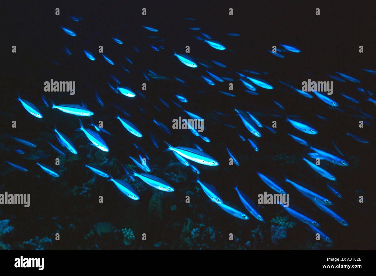 Behavioral adaptation hi-res stock photography and images - Alamy