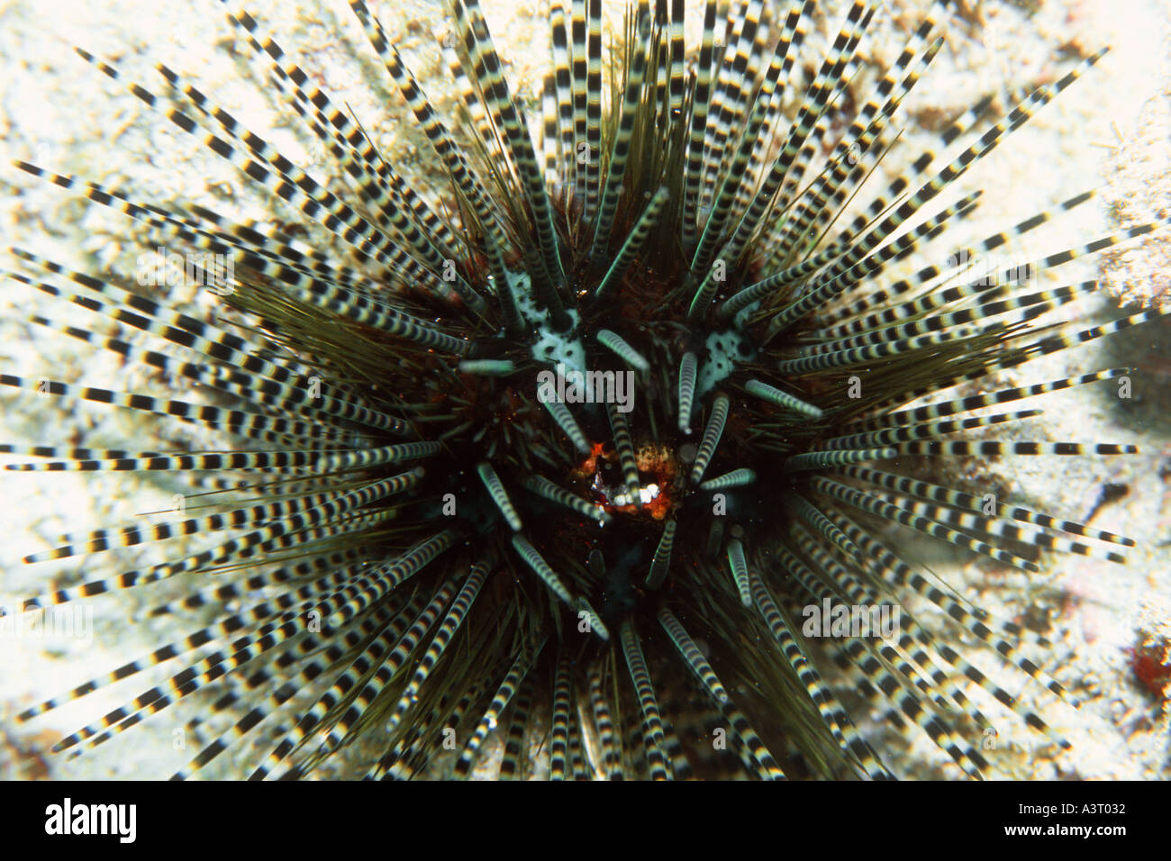 Banded urchin Echinothrix calamaris Koko Reef Hawaii Kai Oahu Hawaii ...