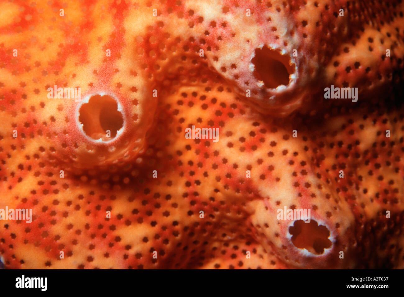 Sponge oscule detail Opal reef Great Barrier Reef National Marine Park ...