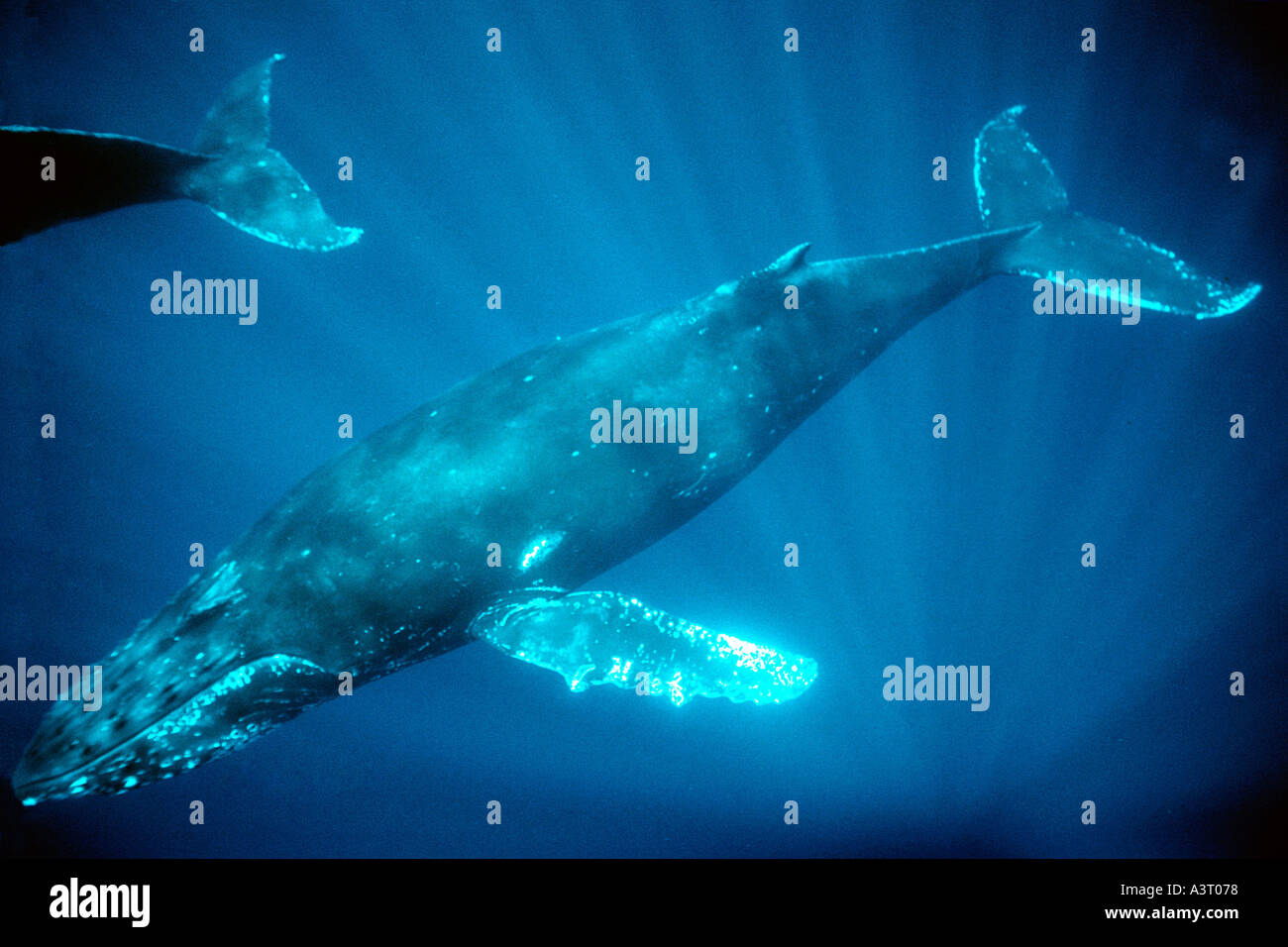 Humpback whale Megaptera novaeangliae North Pacific Stock Photo - Alamy