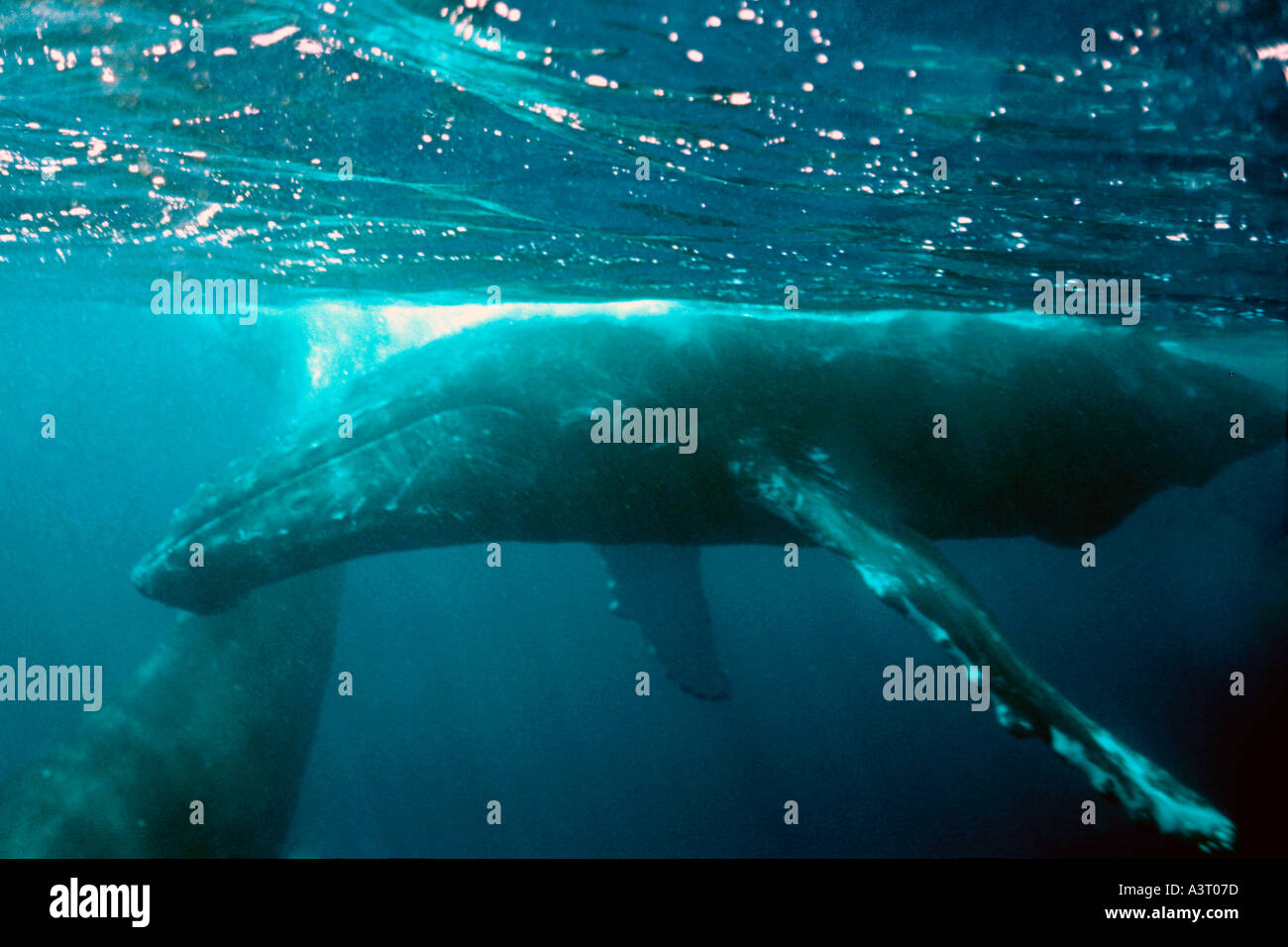 Humpback whale Megaptera novaeangliae North Pacific Stock Photo - Alamy