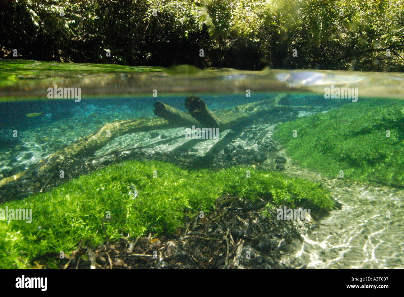 Submerged tree trunk and freshwater grass in stream natural freshwater ...