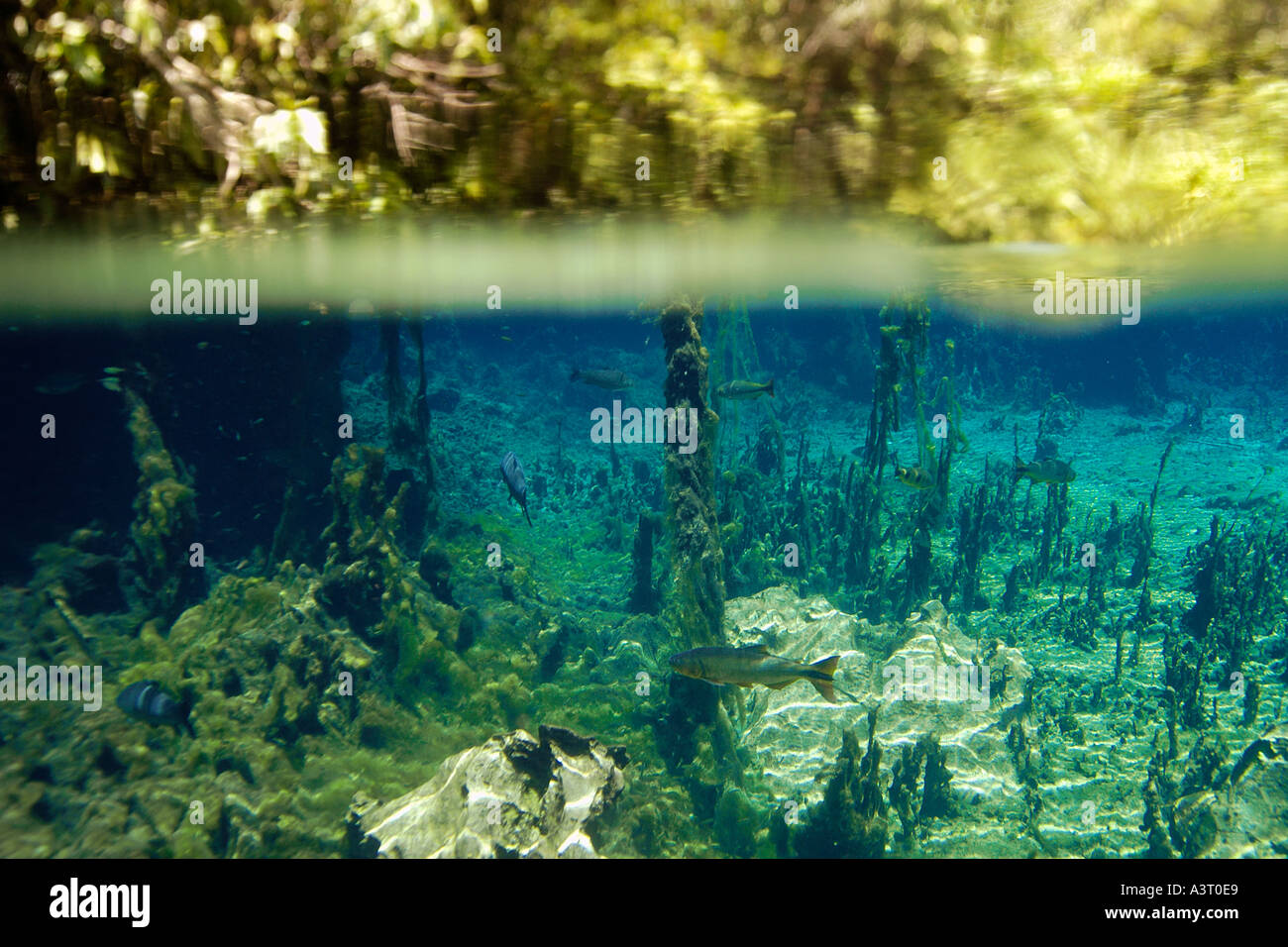 Over under of freshwater stream and surrounding vegetation natural ...