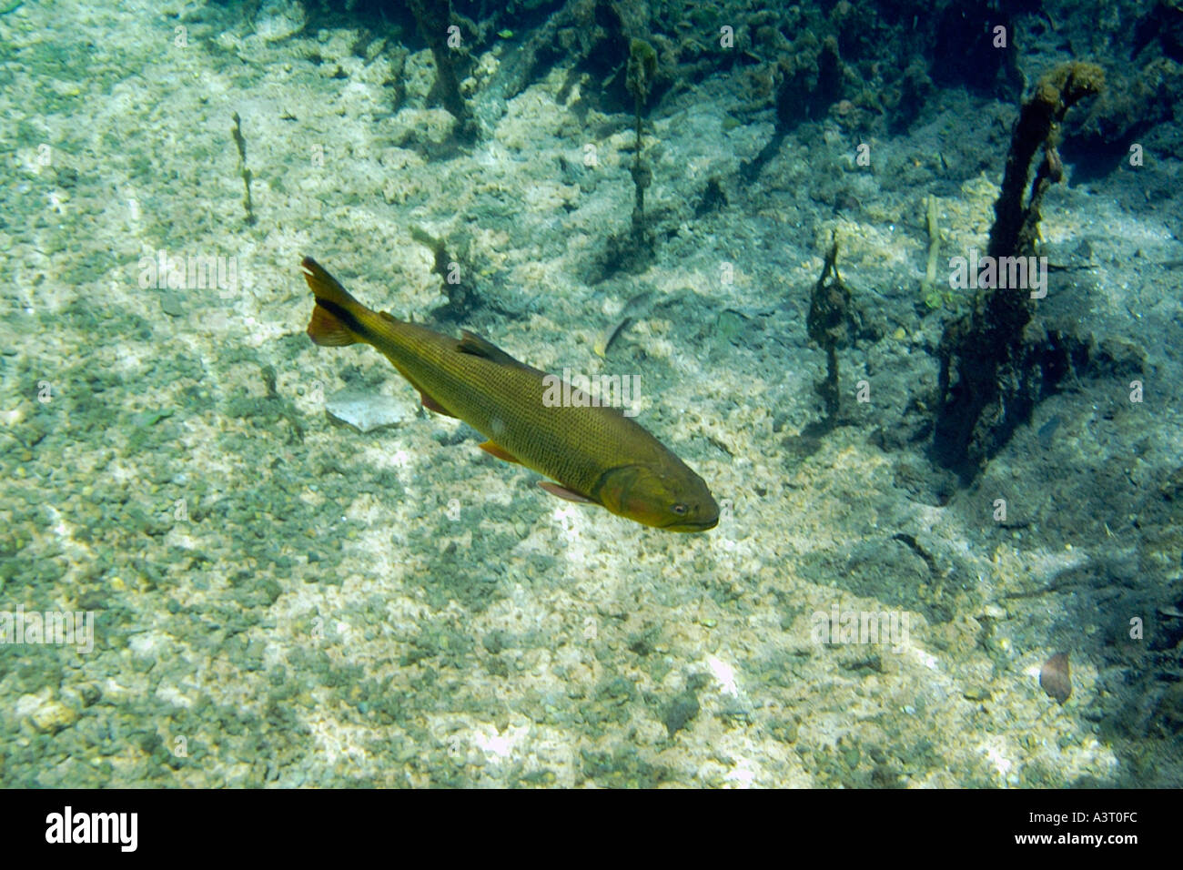 Dourado Salminus brasiliensis natural freshwater spring preserve Prata ...