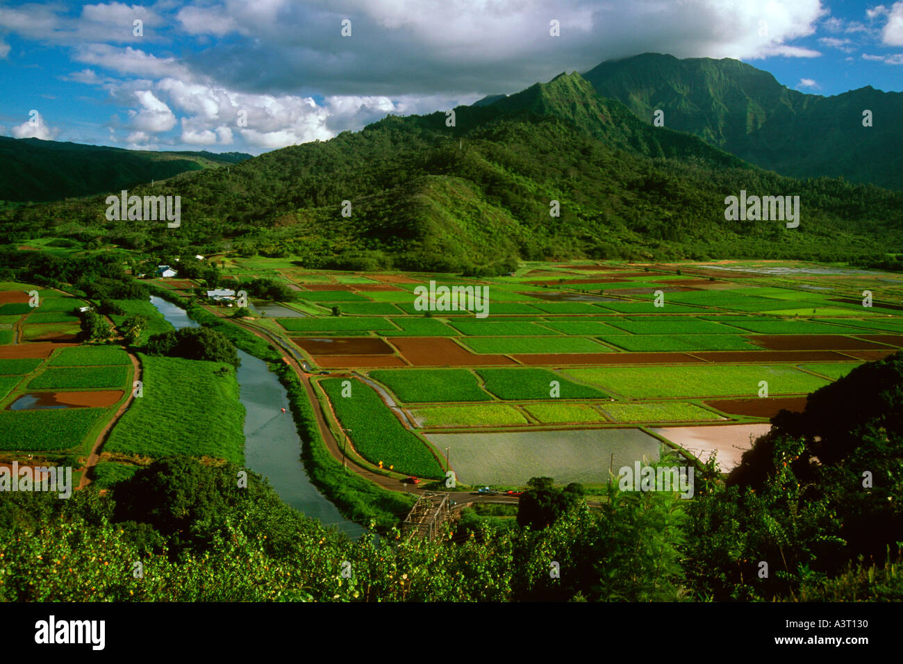 Taro fields Colocasia esculenta Kauai Hawaii N Pacific Stock Photo - Alamy