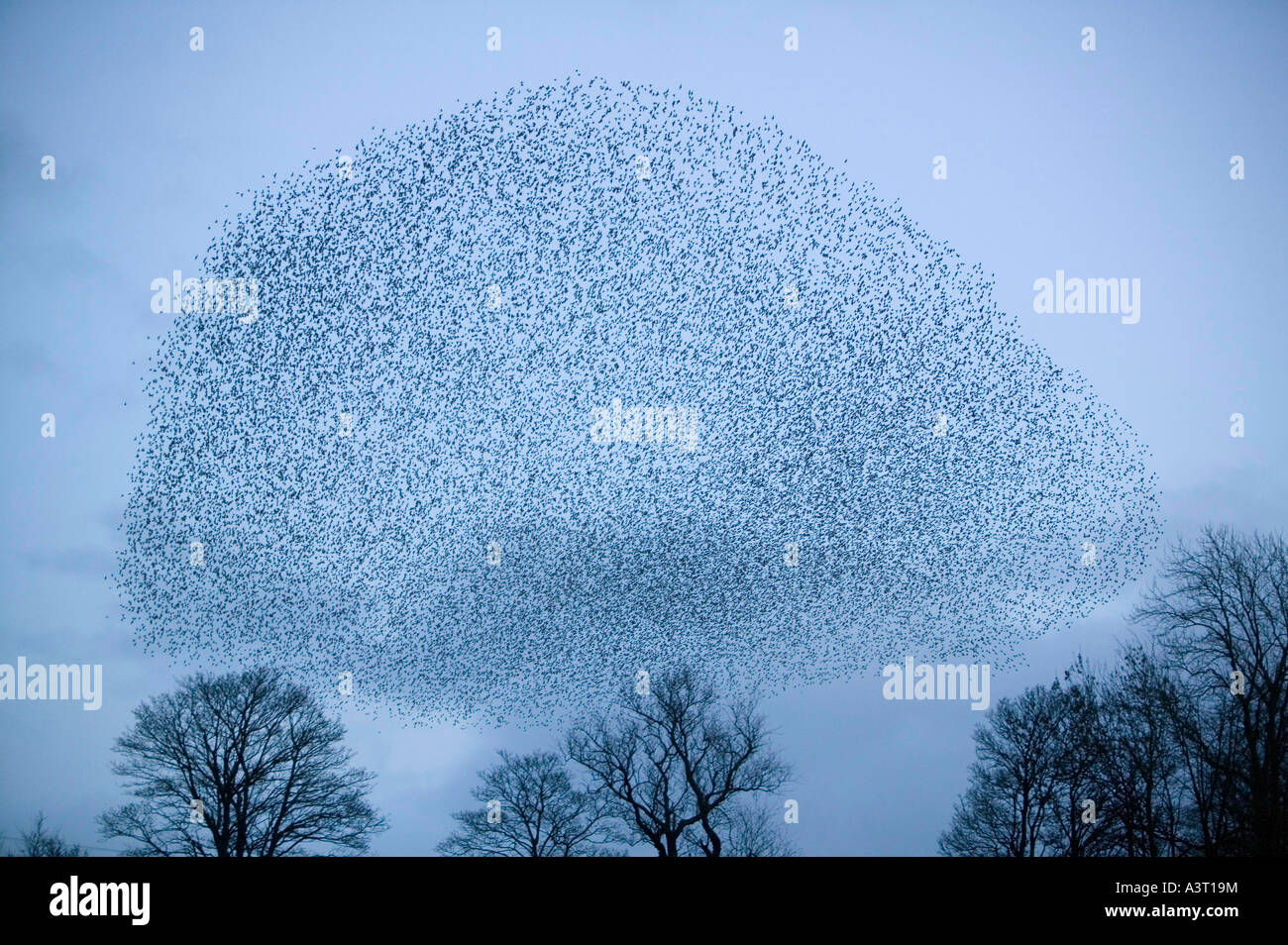 Mass of starlings on the wing hi-res stock photography and images - Alamy