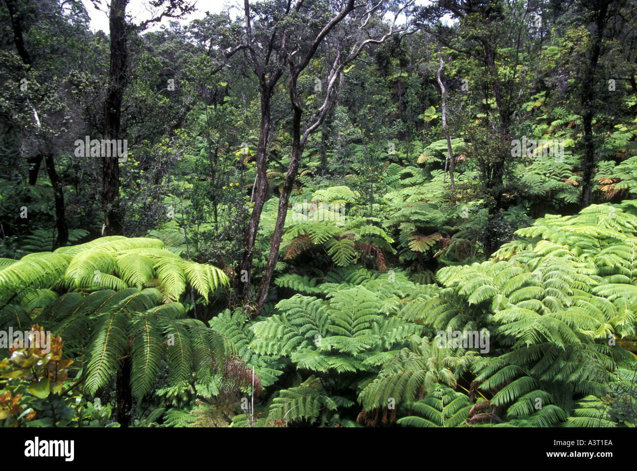 Fern Forest Pohnpei Micronesia Pacific Ocean Stock Photo - Alamy