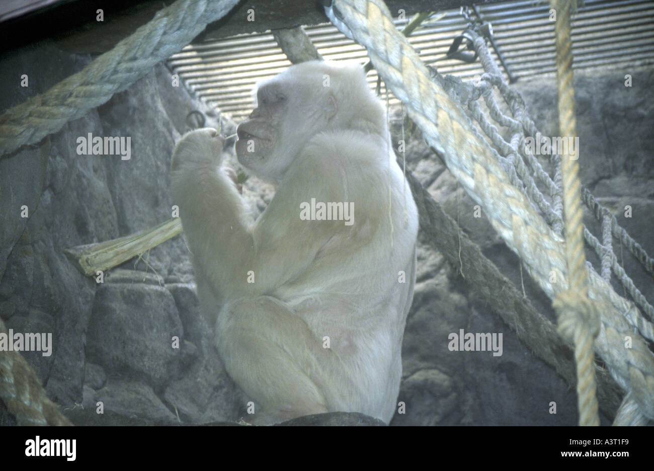 Popular Albino Gorilla Snow flake the only albino gorilla ever known to science in Barcelona zoo ...